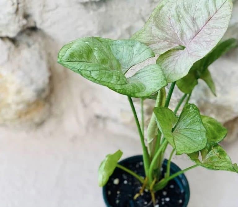 A Guide to Popular Syngonium Varieties - GFL Outdoors