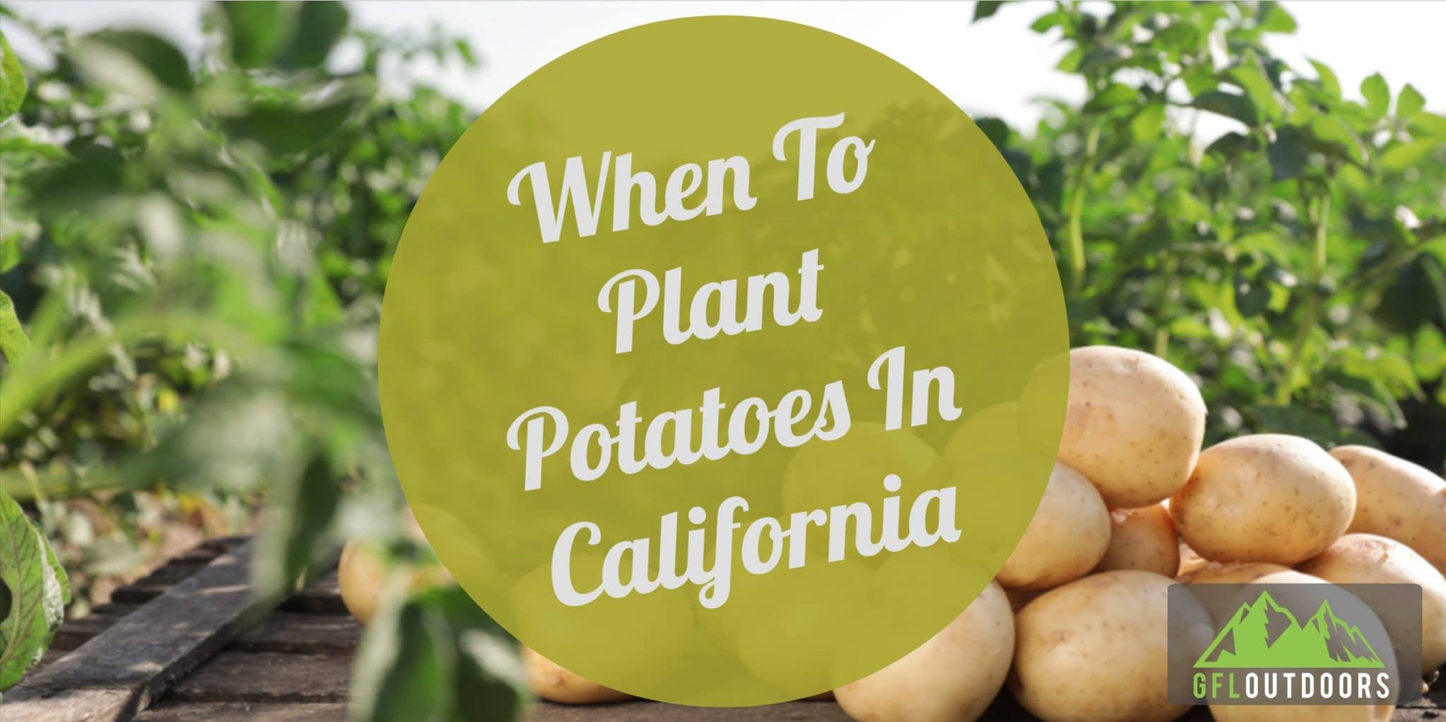 When to plant potatoes in California? [Find Out Now!] - GFL Outdoors