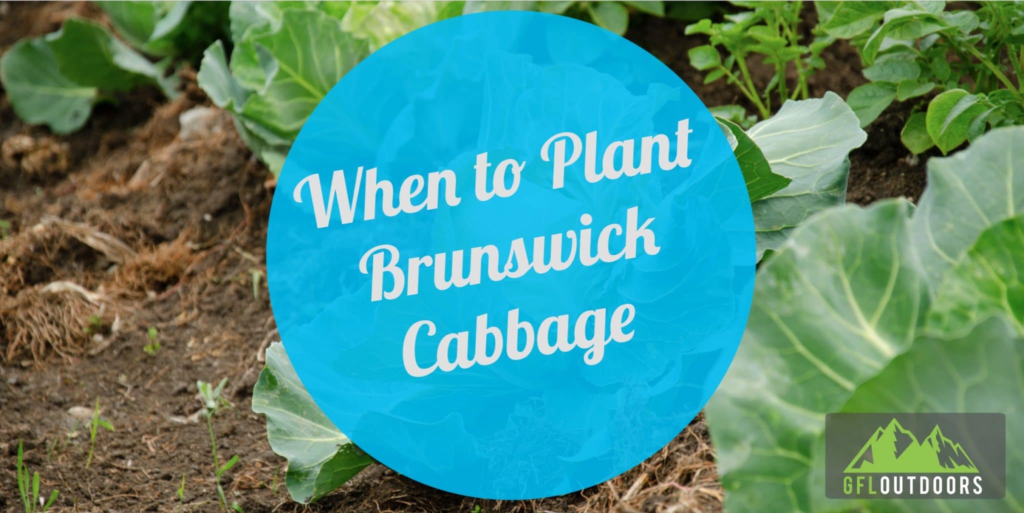 When to Plant Brunswick Cabbage? (By Geography) - GFL Outdoors