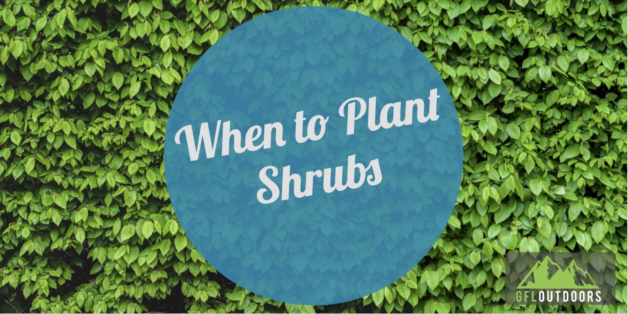 Best Time of Year to Plant Shrubs: (Find Out Now!) – GFL Outdoors