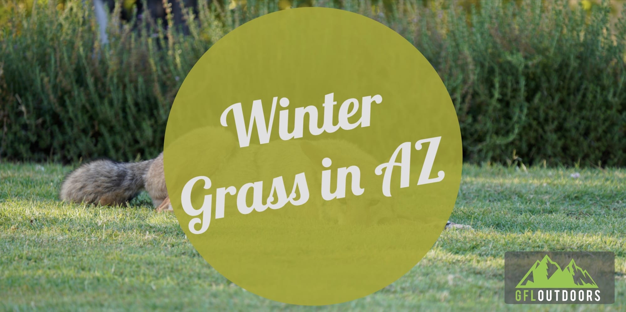 A Guide to Planting Winter Grass in Arizona - GFL Outdoors