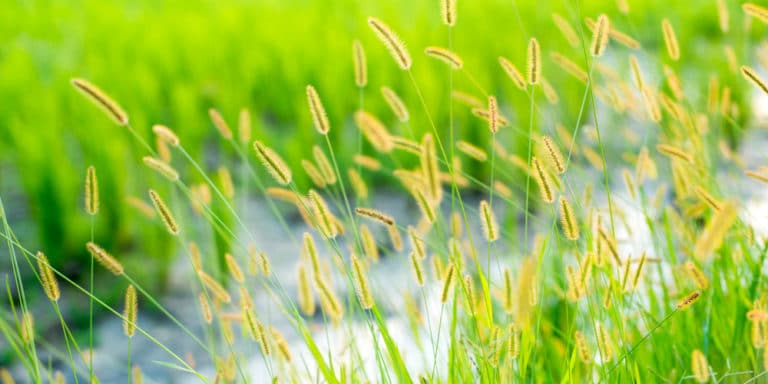 Ornamental Grasses Colorado: Grasses to Add to Your Yard – GFL Outdoors