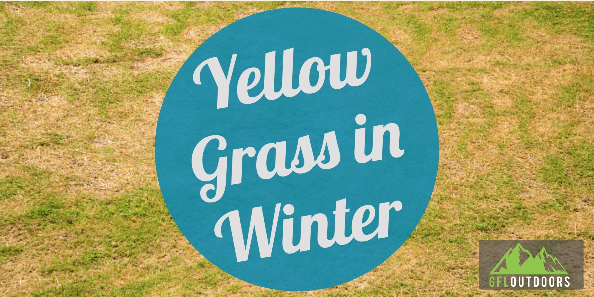 Grass That Turns Yellow In Winter And Why It Turns Yellow