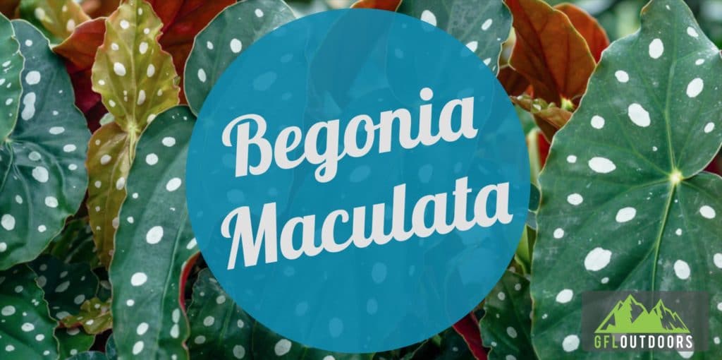 Begonia Maculata Archives - GFL Outdoors