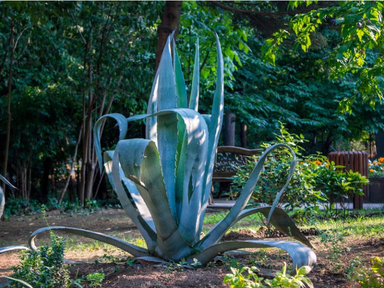 Century Plant (A Florida Native): Growth and Care Guide - GFL Outdoors