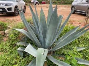 Century Plant (A Florida Native): Growth and Care Guide - GFL Outdoors