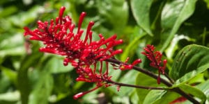 Firespike Plant Growth and Care - GFL Outdoors