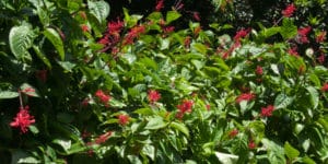 Firespike Plant Growth and Care - GFL Outdoors