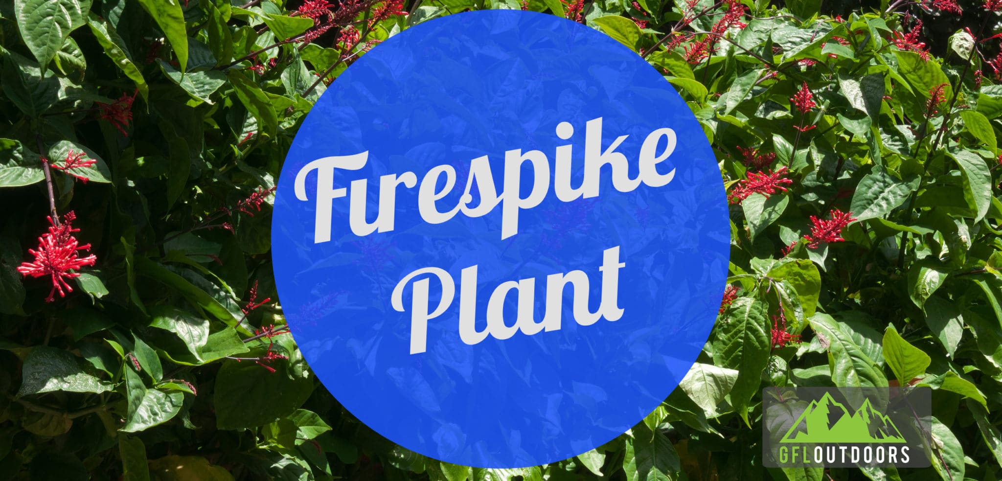 Firespike Plant Growth and Care - GFL Outdoors