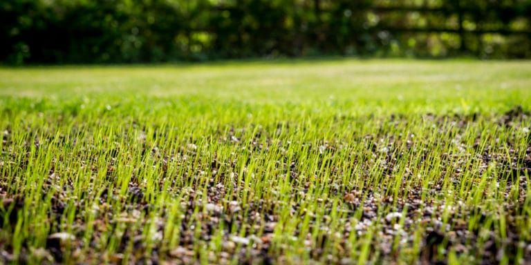 When to Plant Tall Fescue in the Spring - GFL Outdoors