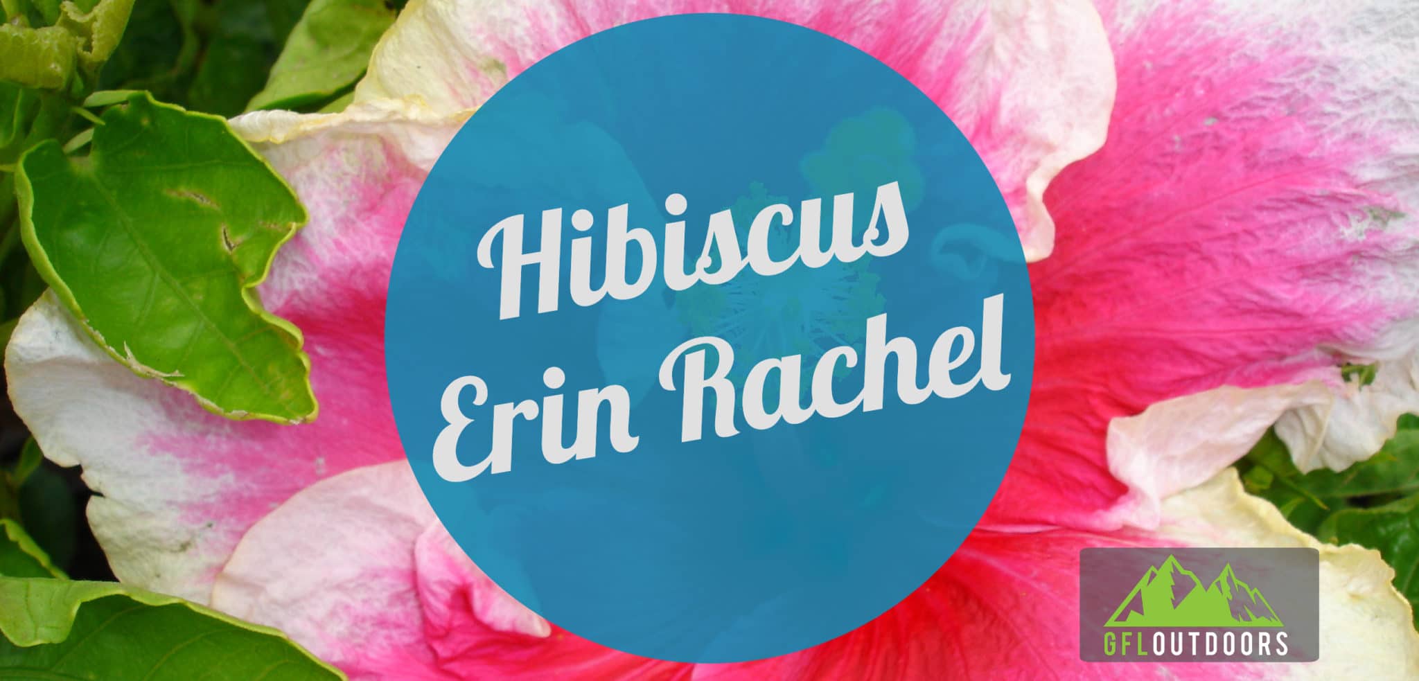 Hibiscus Erin Rachel: Growth and Care - GFL Outdoors