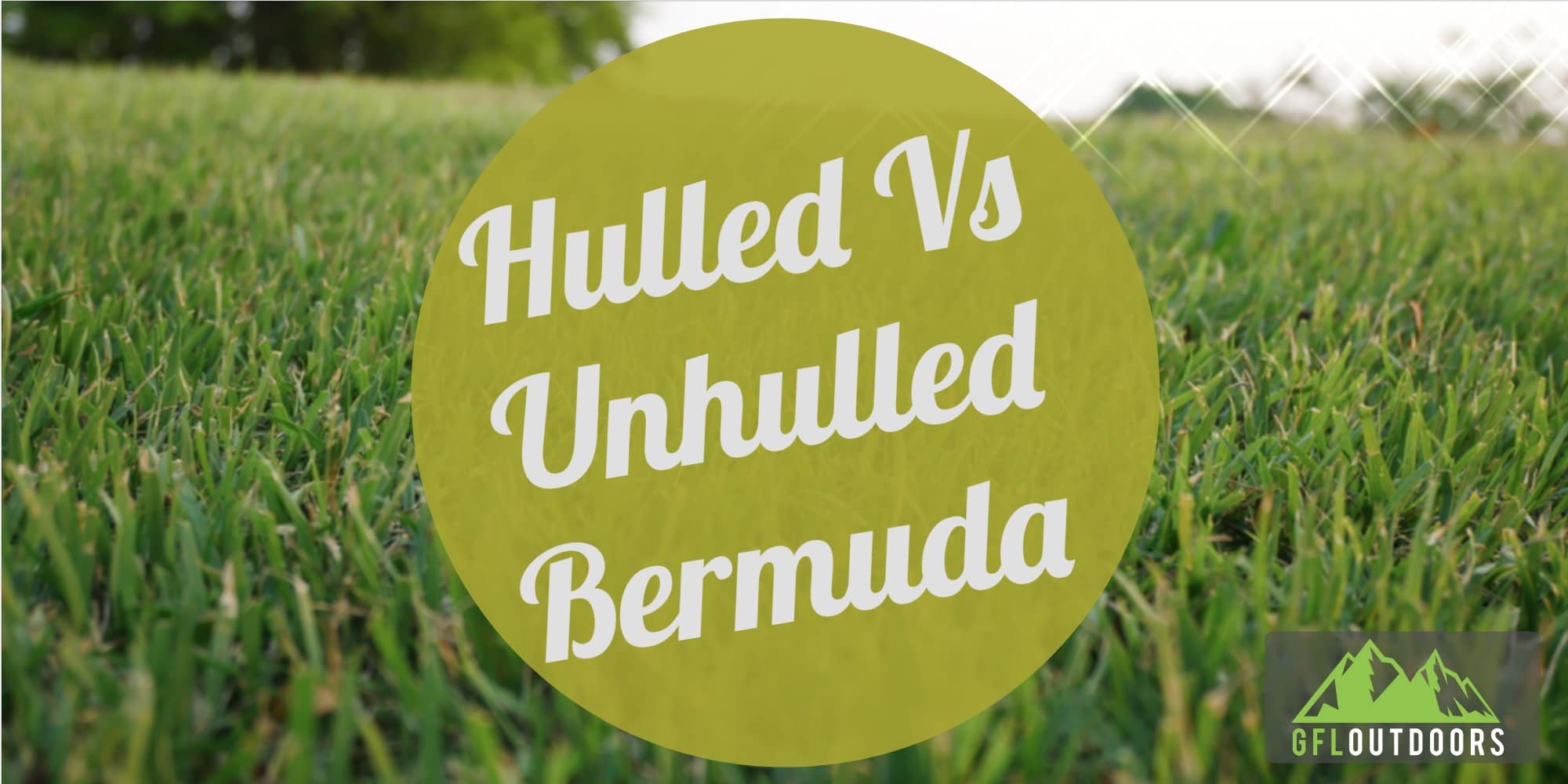 Hulled vs Unhulled Bermuda Grass Seed: Which to Choose?
