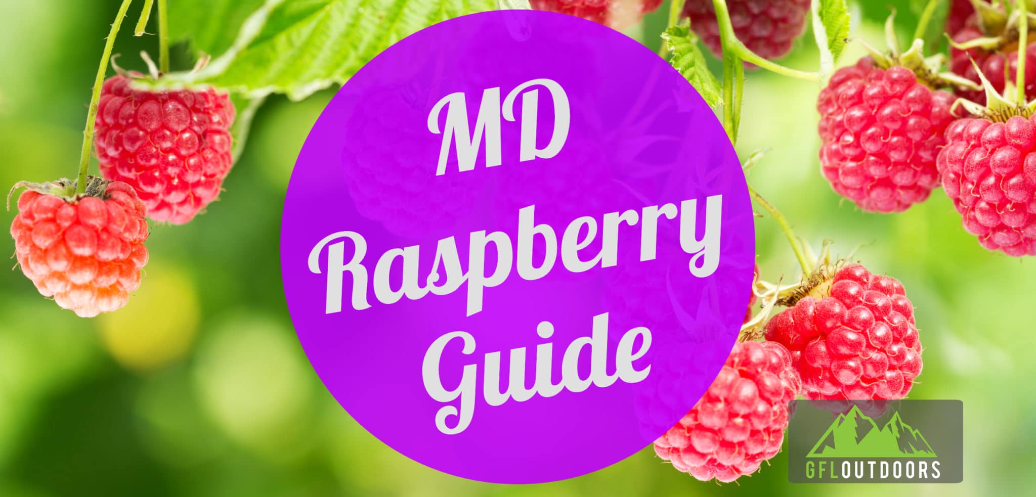 When to Plant Raspberries in Maryland - GFL Outdoors