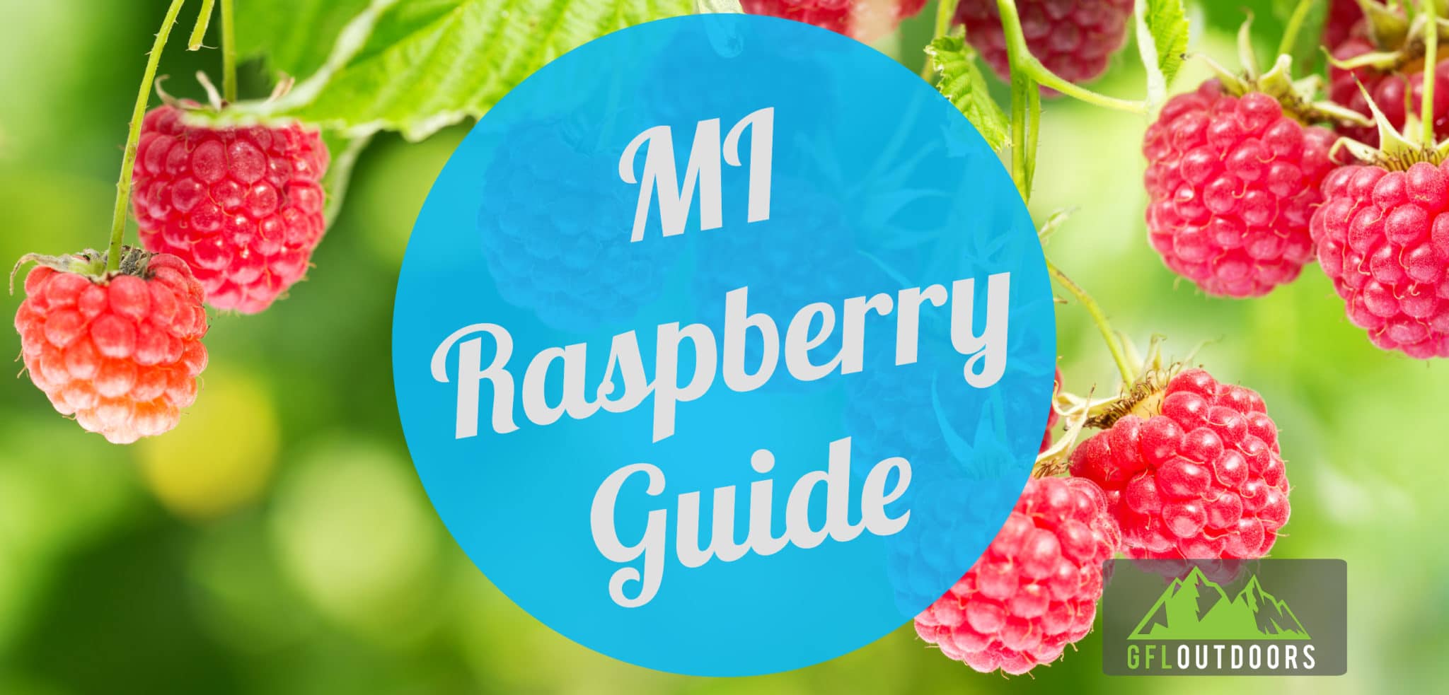 When to Plant Raspberries in Michigan - GFL Outdoors