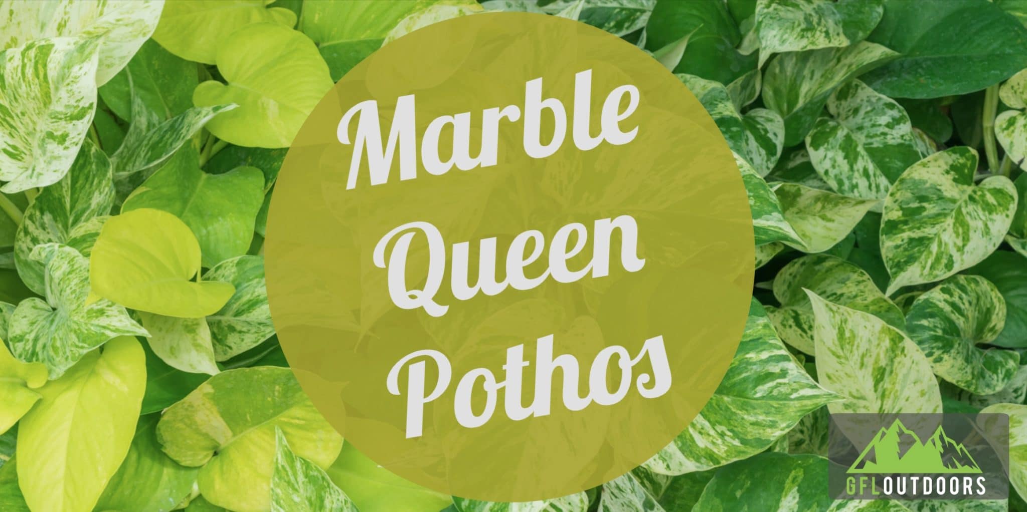 Marble Queen Pothos Growth, Care and Propagation - GFL Outdoors