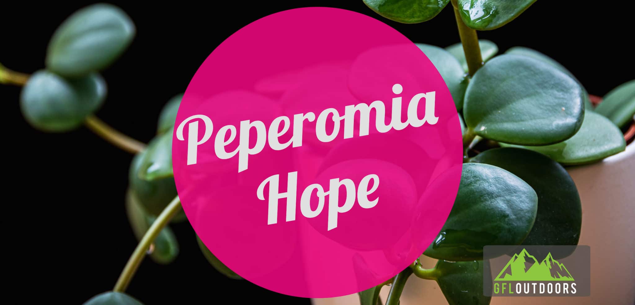 Peperomia Hope (Peperomia Tetraphylla) Growth, Care, and Propagation