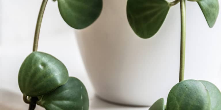 Peperomia Hope (Peperomia Tetraphylla) Growth, Care, and Propagation