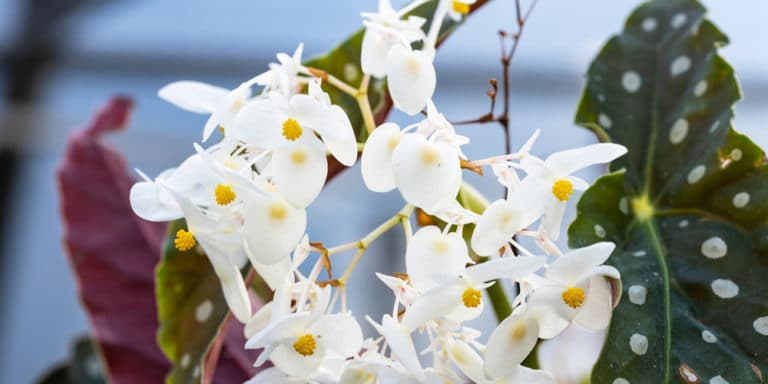 Begonia Maculata (Polka Dot Begonia): Growth, Care and Propagation