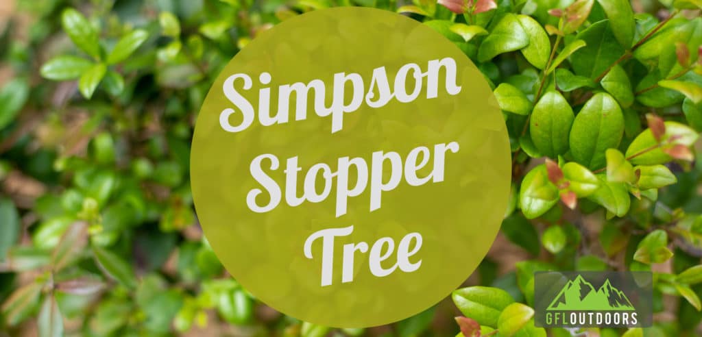 Simpson Stopper Tree Archives - GFL Outdoors