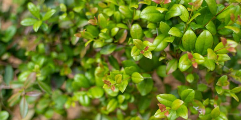 Simpson Stopper Tree: Growth and Care Guide - GFL Outdoors