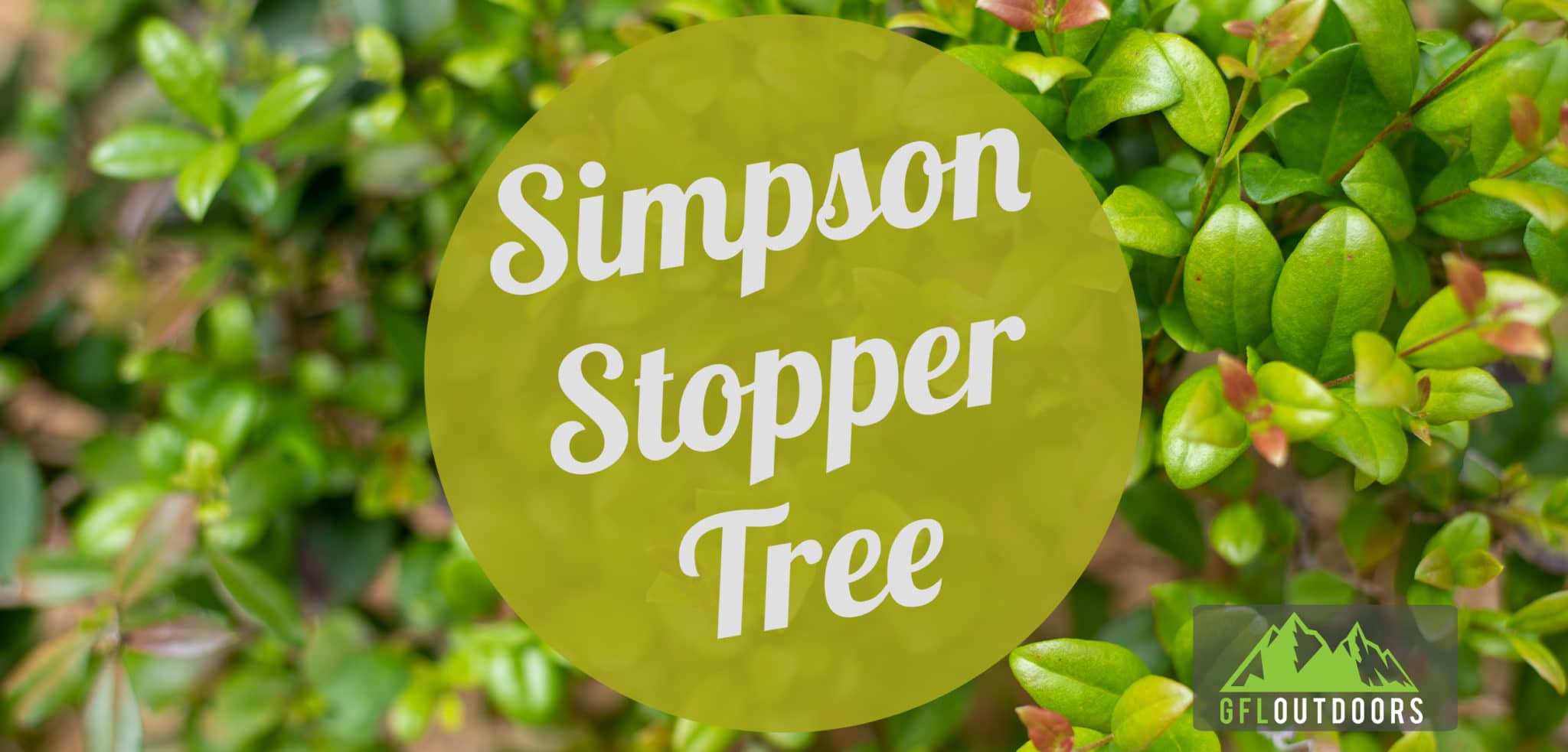 Simpson Stopper Tree: Growth and Care Guide - GFL Outdoors