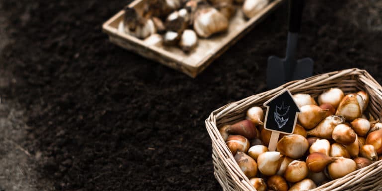 How to Care For Tulips After Blooming - GFL Outdoors