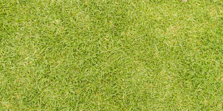 Is Paspalum Grass Right for Your Lawn? - GFL Outdoors