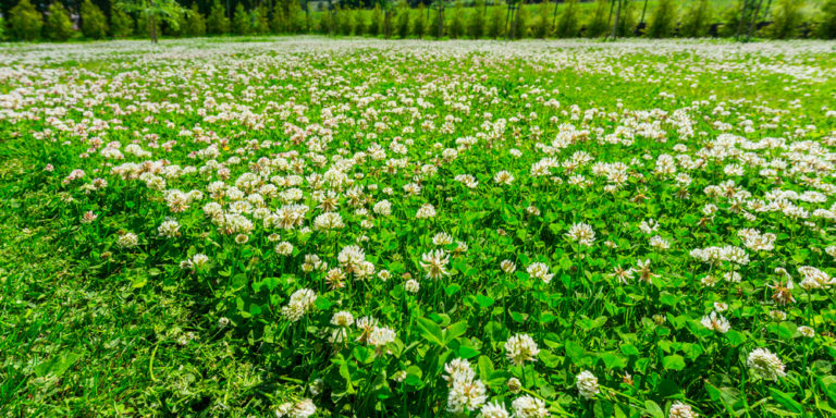 When to Plant Clover in Missouri - GFL Outdoors
