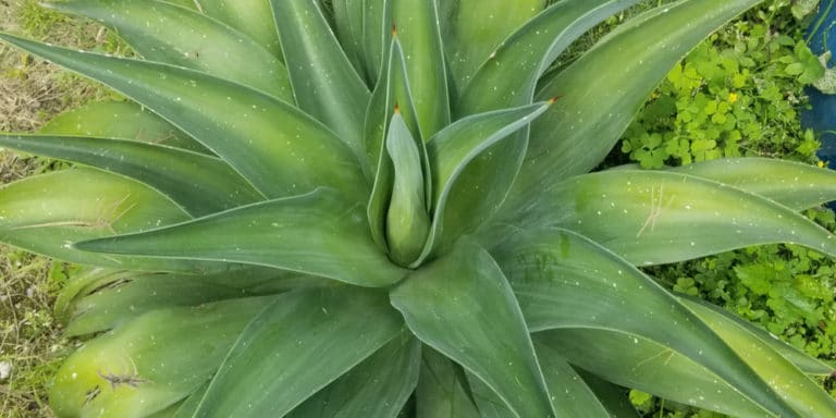 Dwarf Century Plant Growth and Care Guide - GFL Outdoors