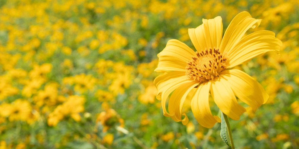 Can You Plant Flowers After Using Preen GFL Outdoors