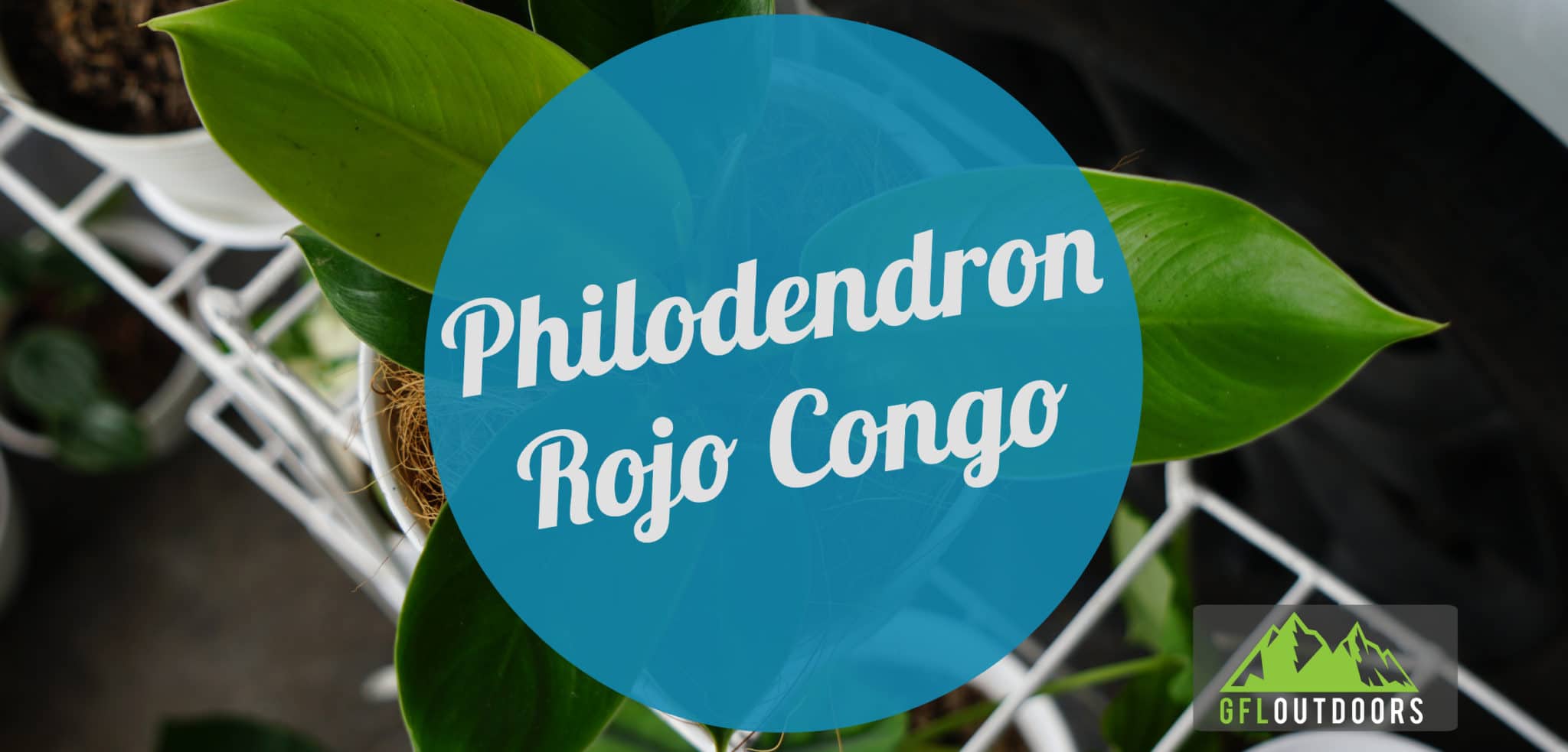 Philodendron Rojo Congo: Growth and Care – GFL Outdoors