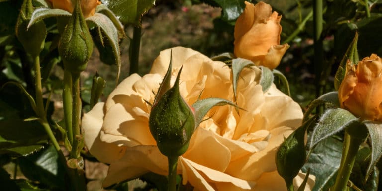 12 Flowers That Symbolize Strength and Courage - GFL Outdoors