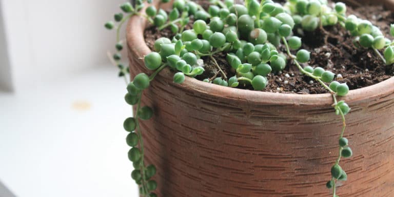 Overwatered and Underwatered String of Pearls [ID + How to Fix]