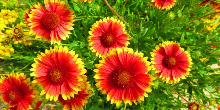 Yellow flowers in Florida: Which Flowers to Plant in FL – GFL Outdoors