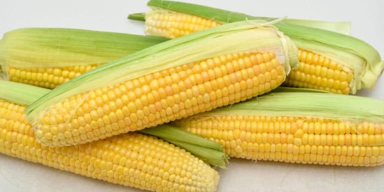 When to Plant Corn in Georgia for the Best Yield - GFL Outdoors