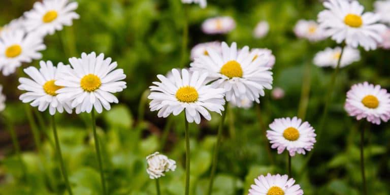 English Daisy Ground Cover: Do Daisies Make Good Ground Cover