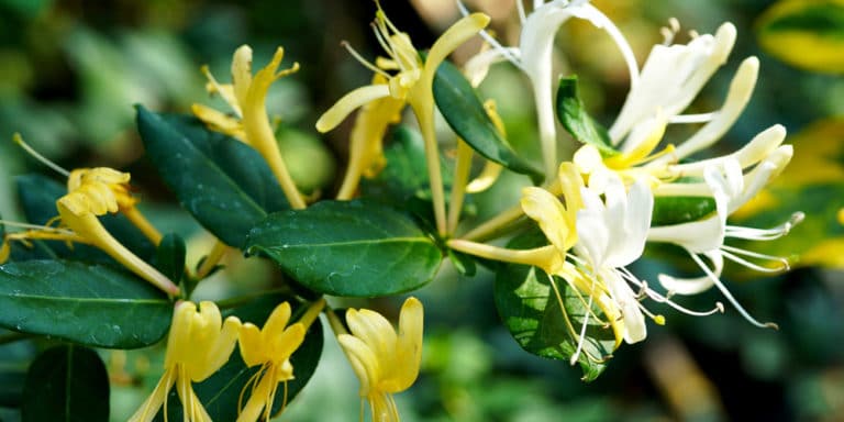 How To Remove Honeysuckle and Stop This Invasive Plant