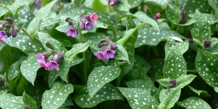 Pulmonaria Plant Growth and Care Guide - GFL Outdoors