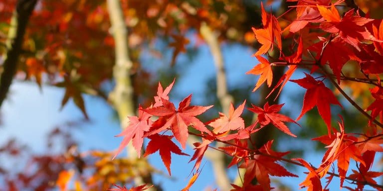 Japanese Maple Texas Growth and Care Guide - GFL Outdoors