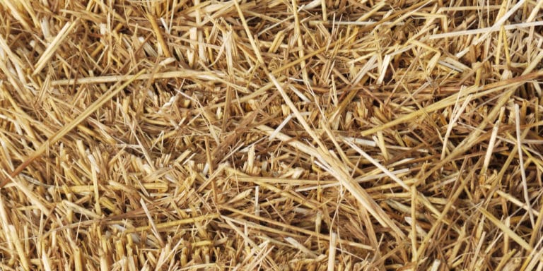 Hay vs Straw: Differences Between the Two Explained