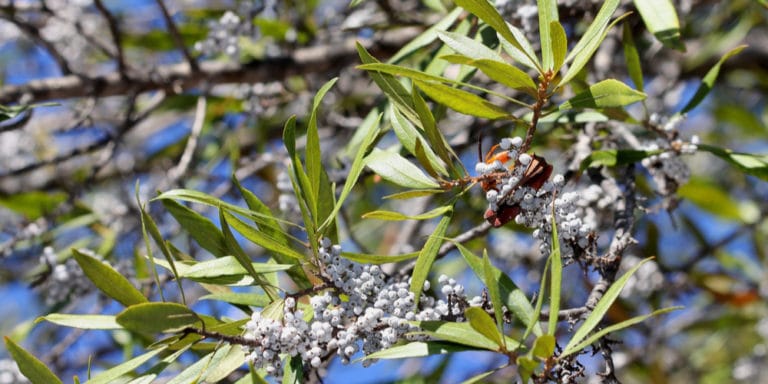 Wax Myrtle Florida Growth and Care Guide - GFL Outdoors