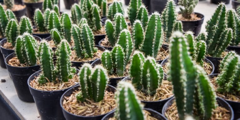 Flowering Cactus in Florida? 4 Cacti That Bloom No Matter What Happens