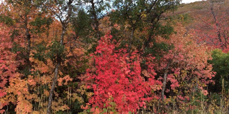9 Maple Trees that Will Grow Well in the Colorado Climate - GFL Outdoors