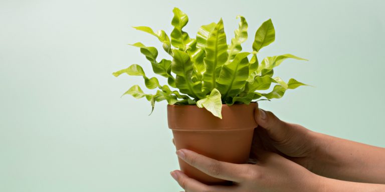 Birds Foot Fern; Everything You Need To Know - GFL Outdoors