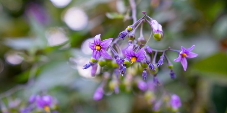 Thorny Weeds: 13 Common Varieties - GFL Outdoors