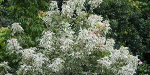 Maple Tree Flowers: A Guide to Maple Varieties - GFL Outdoors