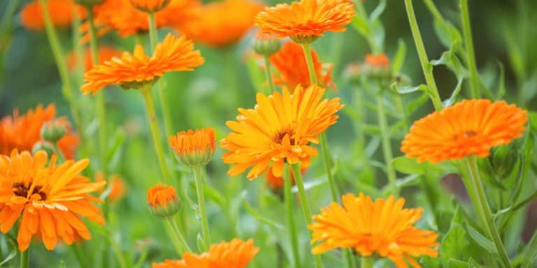 Shade Plants NC: 8 Best Shade Plants in North Carolina – GFL Outdoors