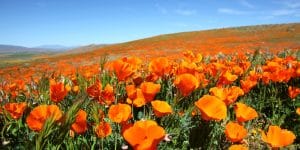 When to Plant California Poppy Seeds: Optimal Timing for a Vibrant ...
