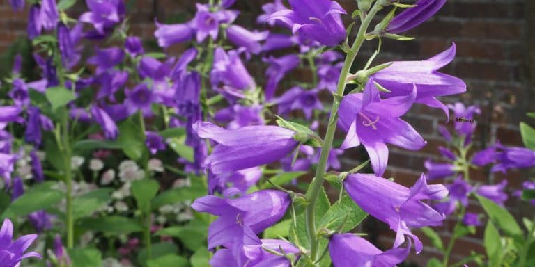 Upside Down Flower: Plant Varieties That Have Hanging Flowers - GFL ...