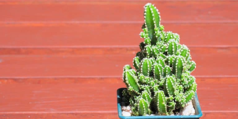 Flowering Cactus in Florida? 4 Cacti That Bloom No Matter What Happens